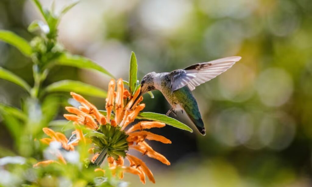 Prostavive Colibrim: Boost Energy & Vitality Naturally - Shade Tone